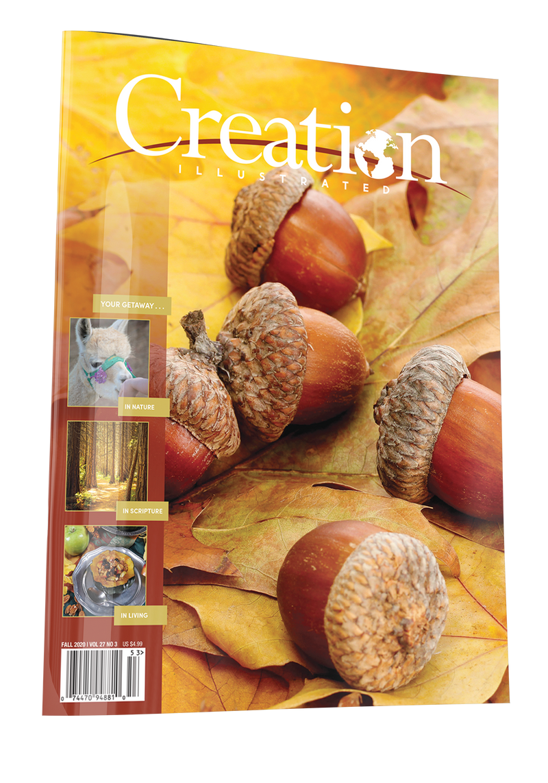 Fall 2022 Creation Illustrated fall-2022-creation-illustrated