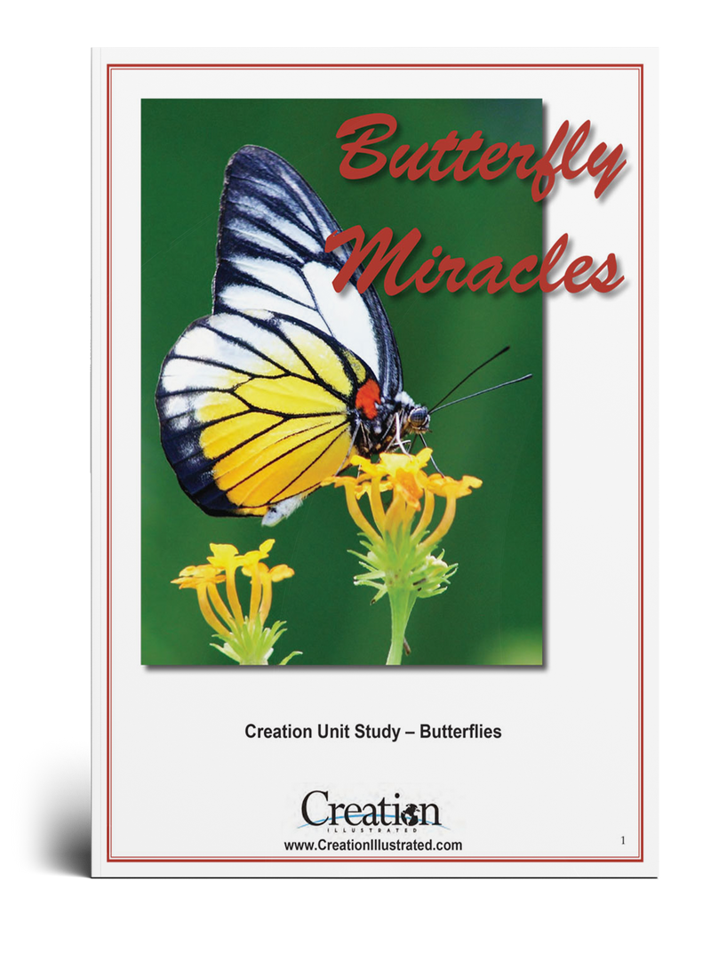 Butterfly Unit Study Creation Illustrated butterfly-unit-study-creation-illustrated